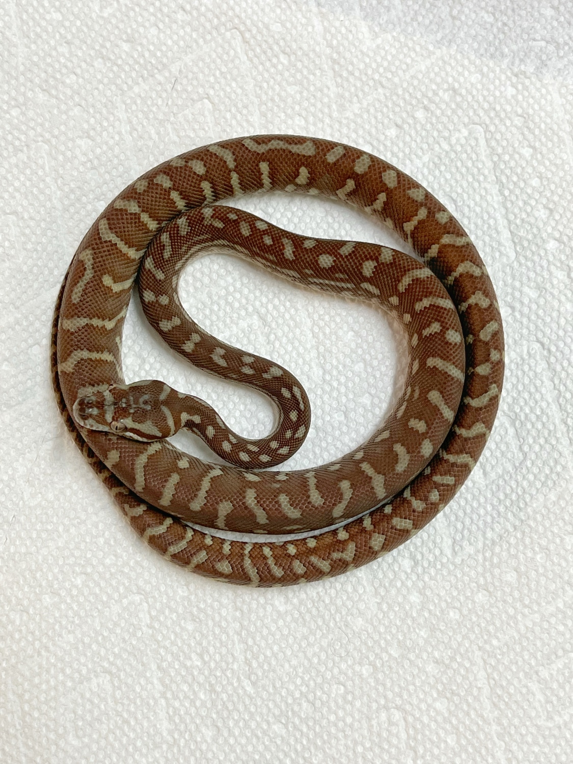 Hypo 100% Het Stonewashed Bredli Centralian Carpet Python by ...