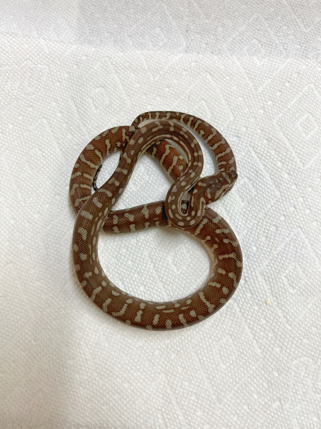 Hypo 100% Het Stonewashed Bredli Centralian Carpet Python by ...