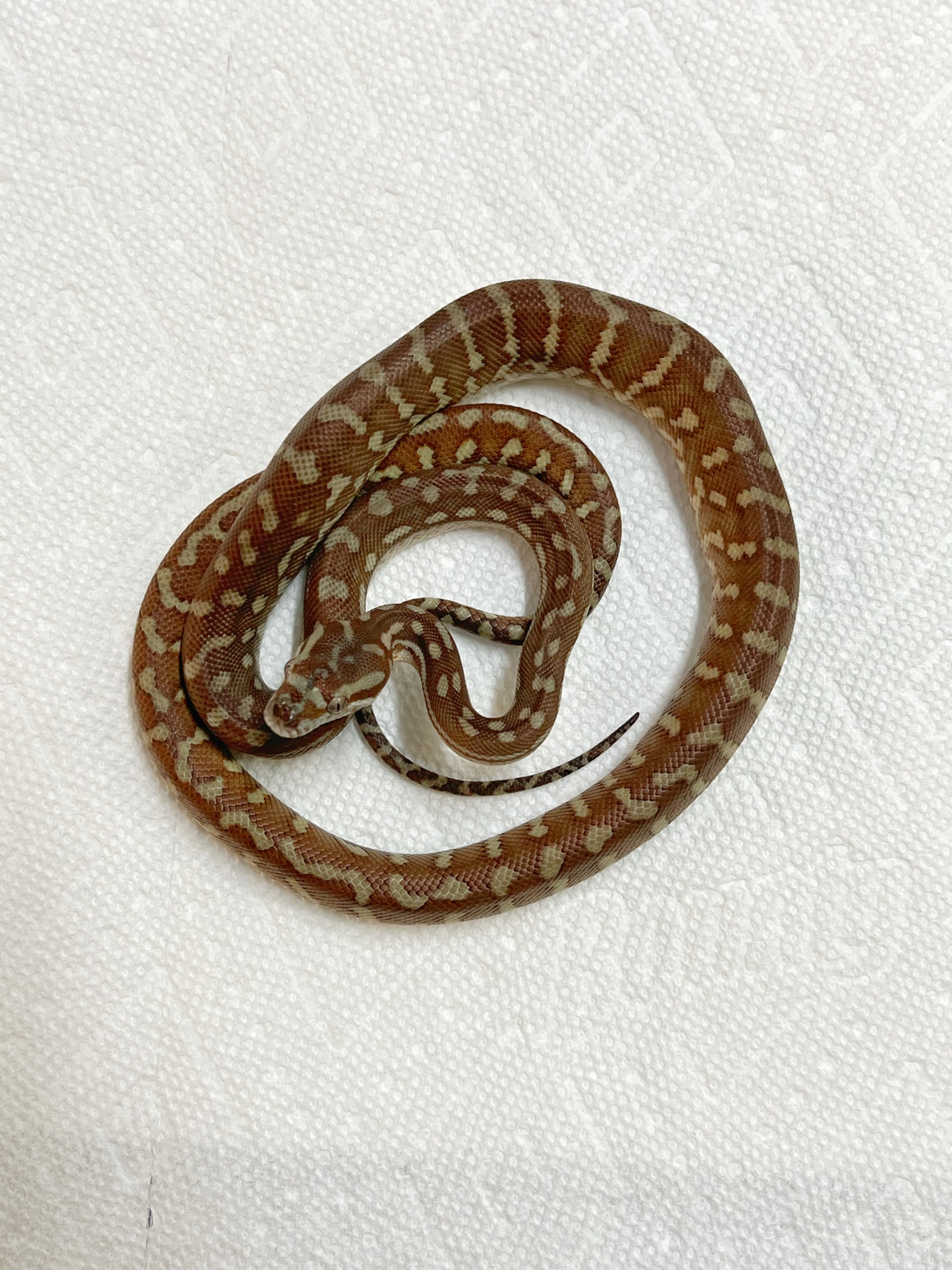 Hypo 100% Het Stonewashed Bredli Centralian Carpet Python by ...