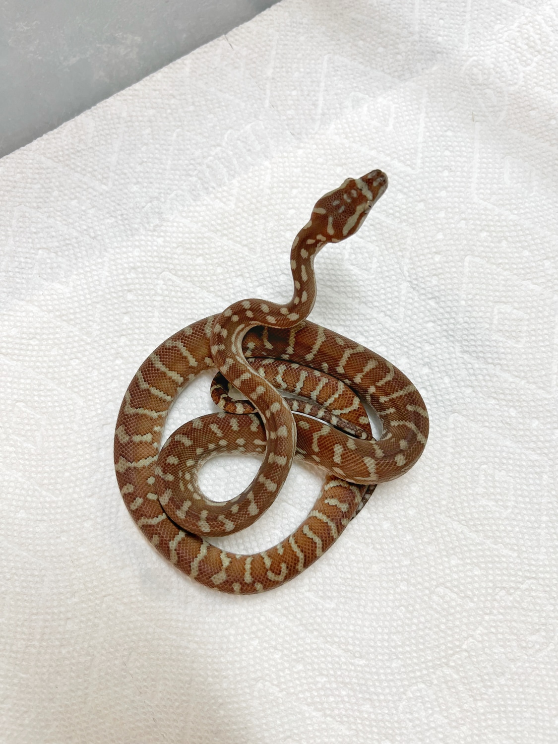 Hypo 100% Het Stonewashed Bredli Centralian Carpet Python by ...