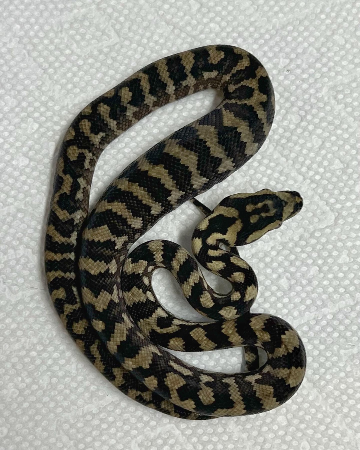 Jungle Carpet Python by MartinRMorelia - MorphMarket