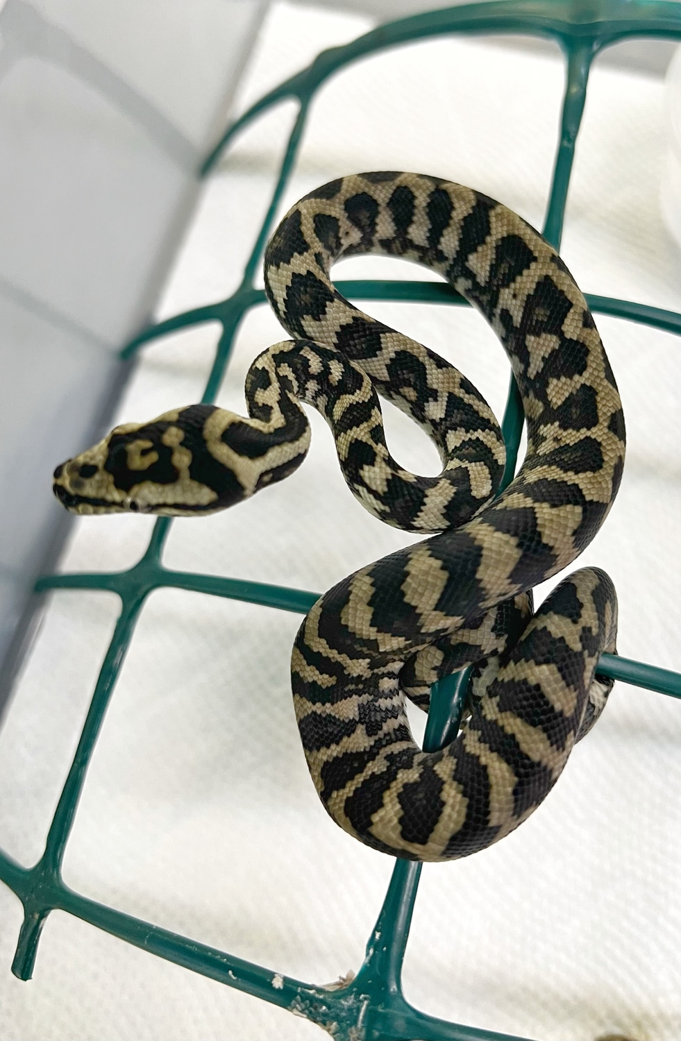 Jungle Carpet Python by MartinRMorelia - MorphMarket