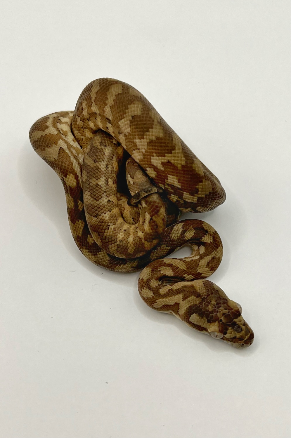 Red MBB X Caramel Coastal Carpet Python by MartinRMorelia - MorphMarket