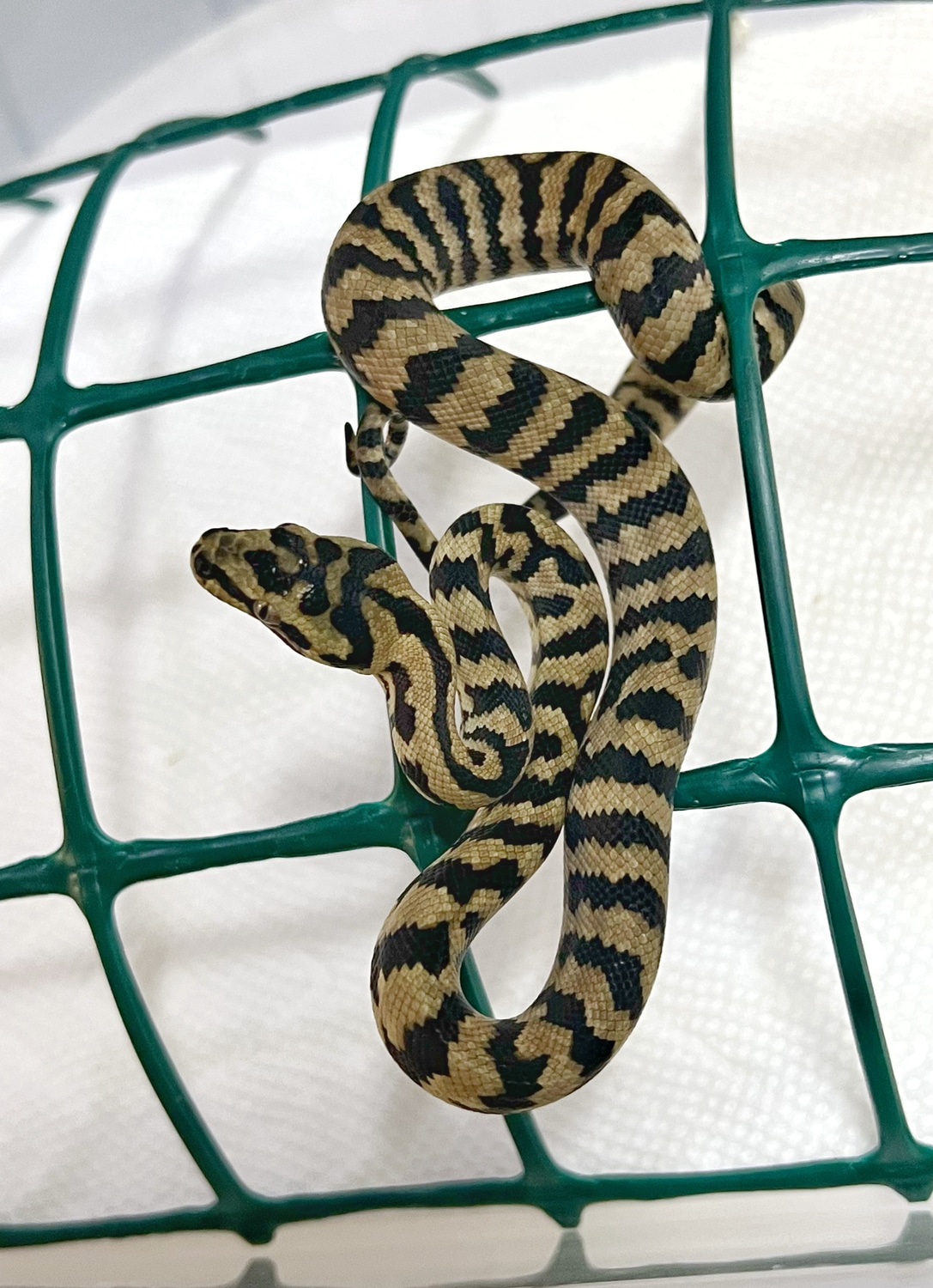 Jungle Carpet Python by MartinRMorelia - MorphMarket