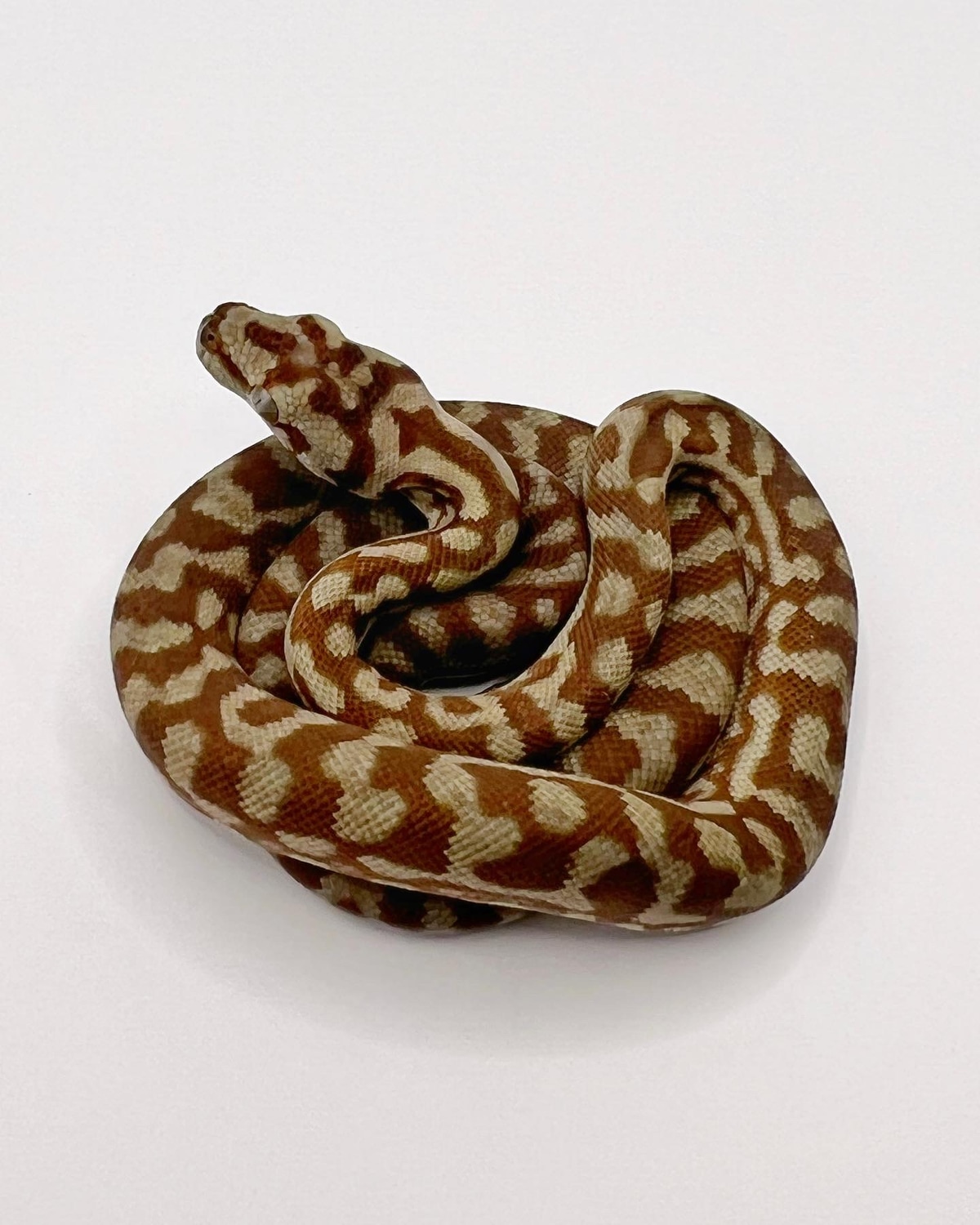 Bredli X Super Caramel Jaguar Cross Other Carpet Python by ...