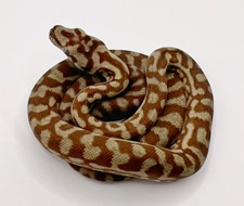 Bredli X Super Caramel Jaguar Cross Other Carpet Python by ...