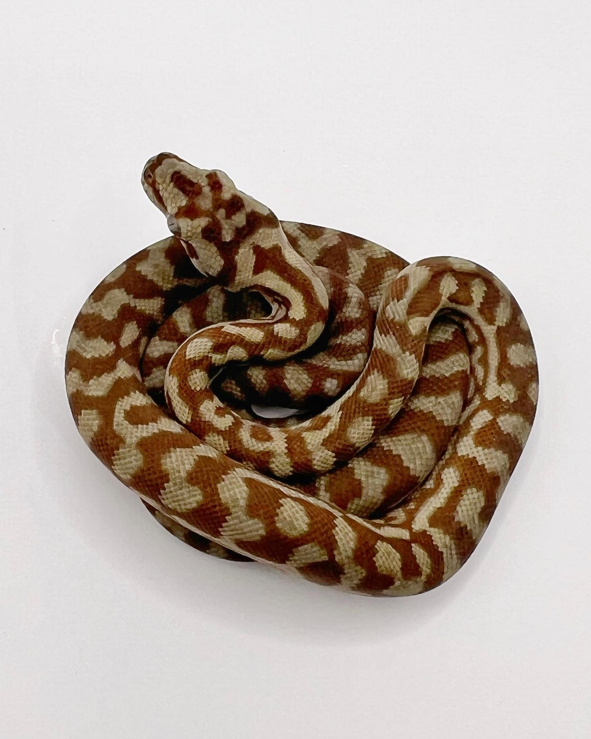 Bredli X Super Caramel Jaguar Cross Other Carpet Python by ...