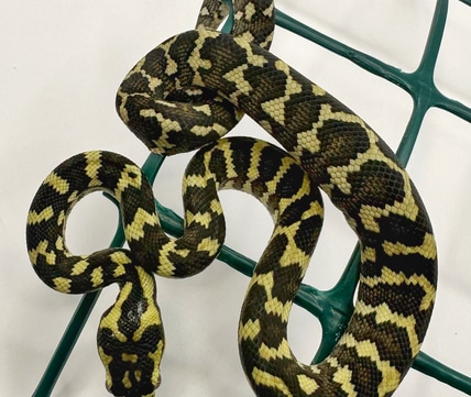 Bredli X Super Caramel Jaguar Cross Other Carpet Python by MartinRMorelia - MorphMarket
