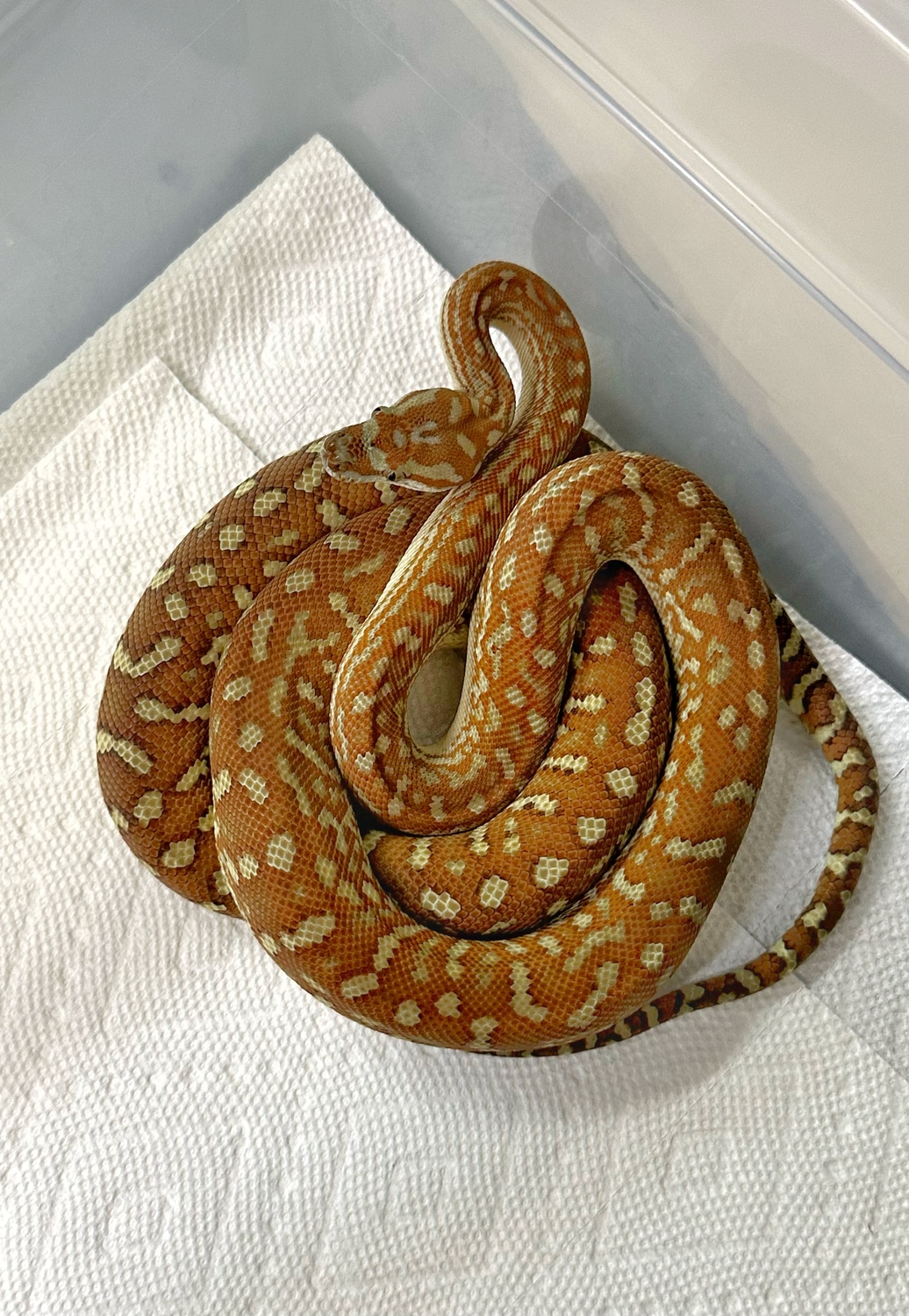 Hypo Stonewashed Bredli Centralian Carpet Python by MartinRMorelia ...