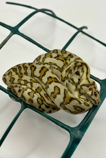 MBB X Caramel Jag Coastal Carpet Python by MartinRMorelia