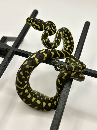 Jungle Diamond Cross (Gamma Sib) Other Carpet Python by MartinRMorelia