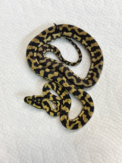 Jungle Carpet Python (Morelia Cheynei) by MartinRMorelia