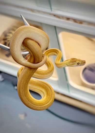 Diamond Jungle Super Zebra Jaguar Other Carpet Python by MartinRMorelia