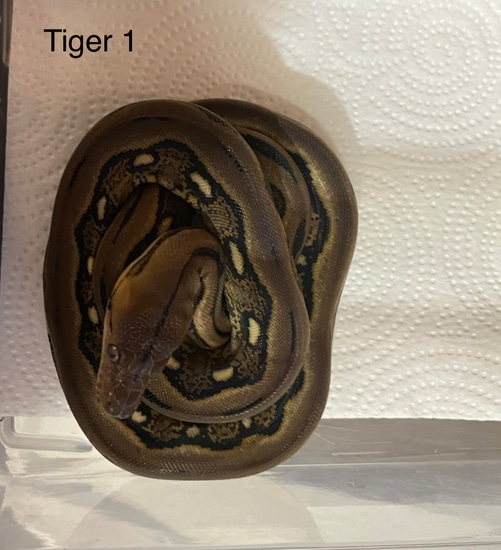 Tiger Het Pied Reticulated Python by Martin's Exotic Creations