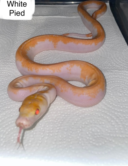 White Pied Reticulated Python by Martin's Exotic Creations
