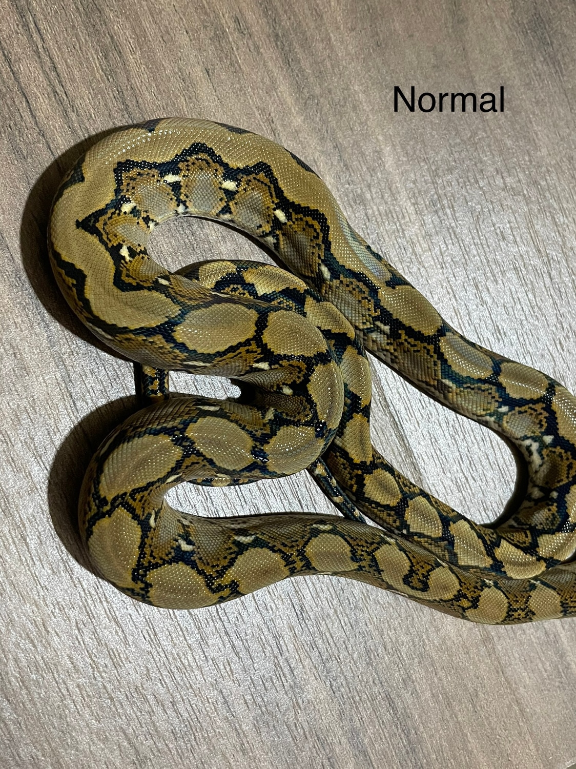 Normal Het Pied Reticulated Python by Martin's Exotic Creations ...