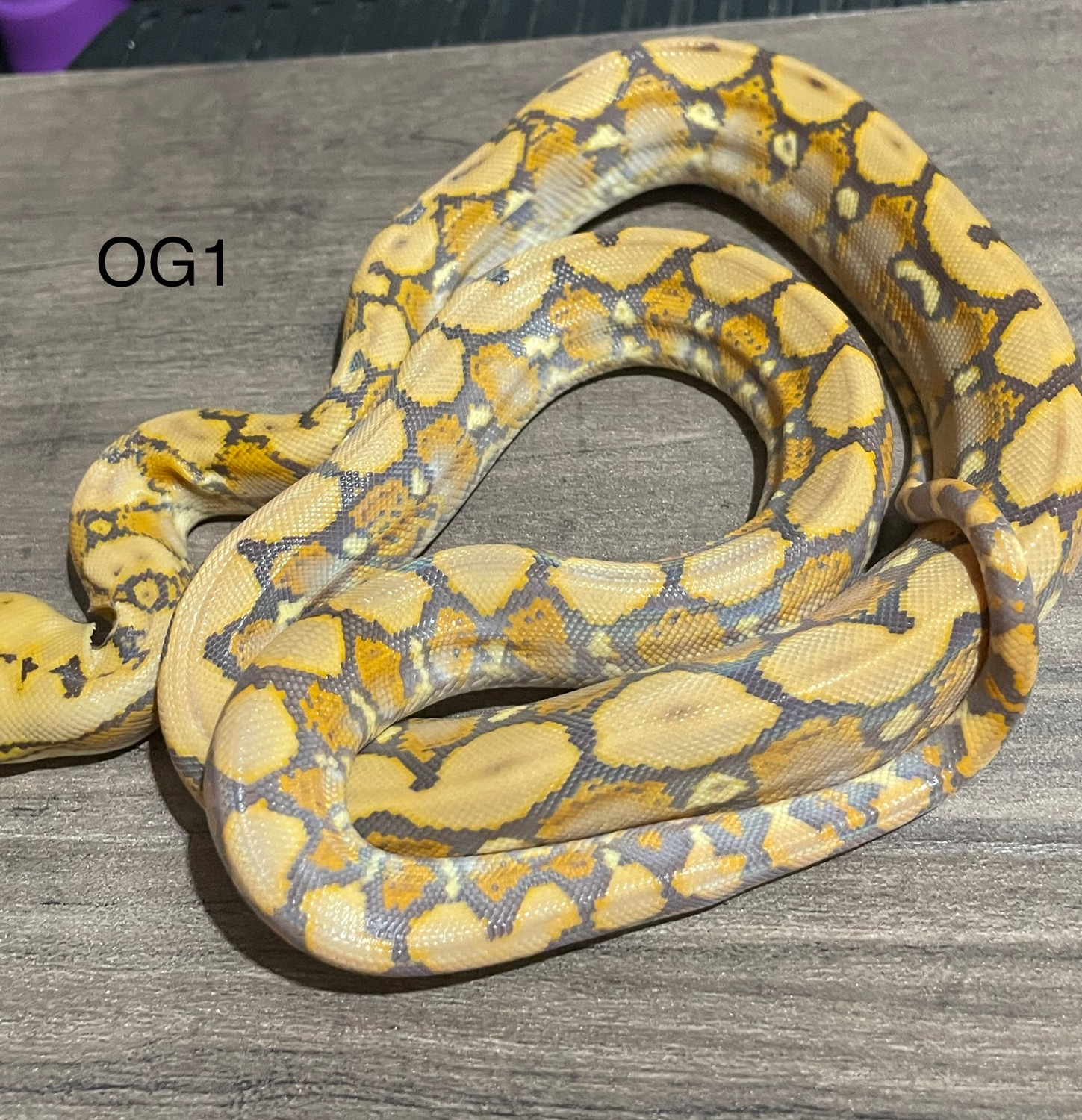 Orange Glow Het Pied Reticulated Python by Martin's Exotic Creations ...