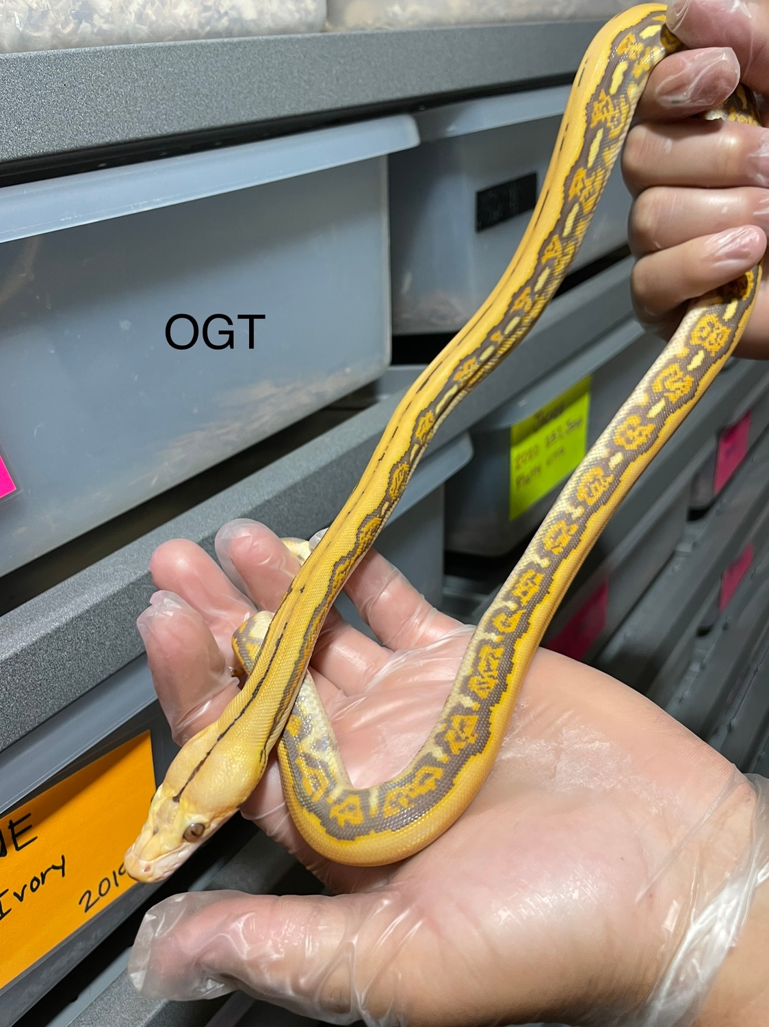 Orange Glow Tiger Het Pied Reticulated Python by Martin's Exotic ...