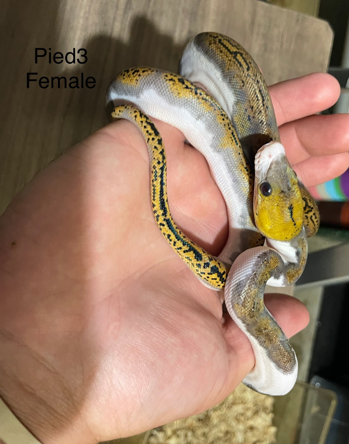 Pied Reticulated Python by Martin's Exotic Creations - MorphMarket