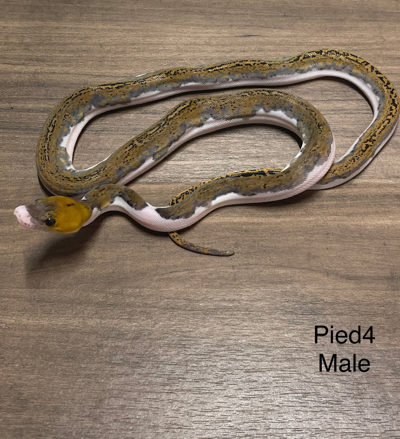 Pied Reticulated Python by Martin's Exotic Creations - MorphMarket