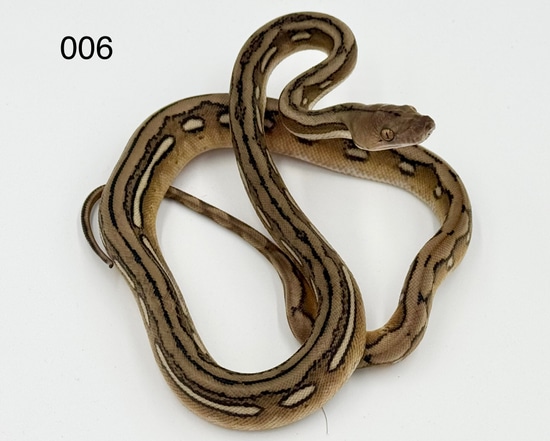 50% Kalatoa Super Dwarf Suntiger Het Anery Het 66% Albino Reticulated ...