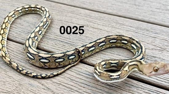 50% Kalatoa Super Dwarf Tiger Het Anery, 66% Het Purple Albino ...