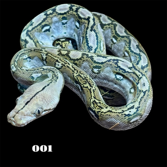 50% Kalatoa Super Dwarf Anery, 66% Het Purple Albino Reticulated Python ...