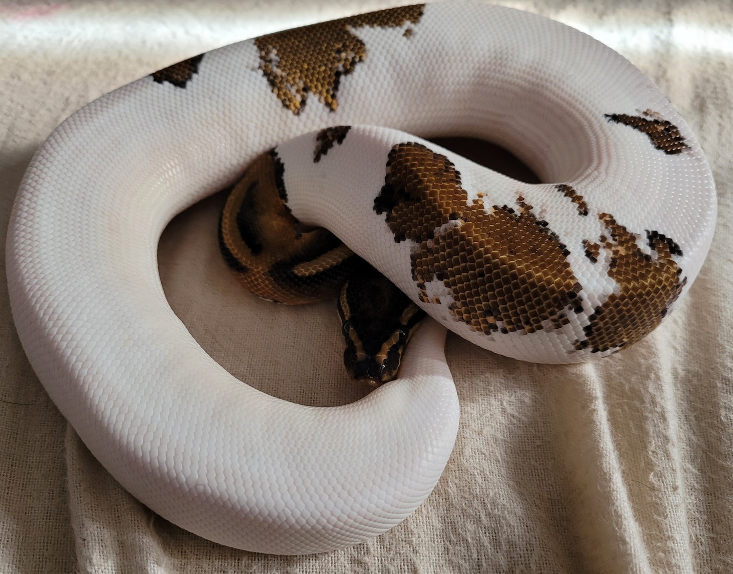 Paradox Pied Ball Python by MarvelballsUK - MorphMarket