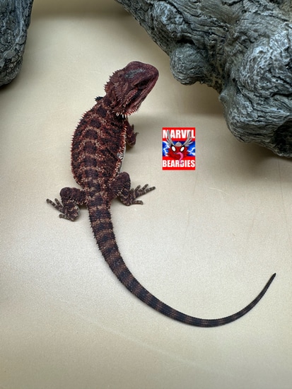 100% Red Monster Double Het Central Bearded Dragon by Marvel Beardies