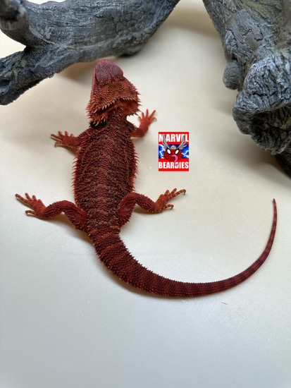 100% Red Monster Double Het Female Central Bearded Dragon by Marvel ...