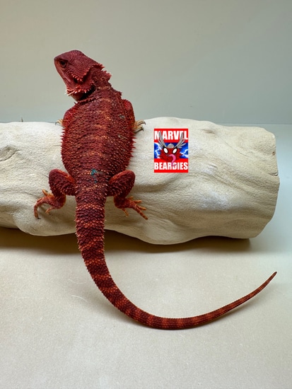 100% Red Monster Double Het Central Bearded Dragon by Marvel Beardies