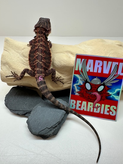 100% Red Monster Double Het Central Bearded Dragon by Marvel Beardies