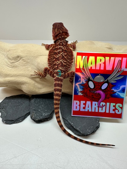 100% Red Monster Double Het Central Bearded Dragon by Marvel Beardies