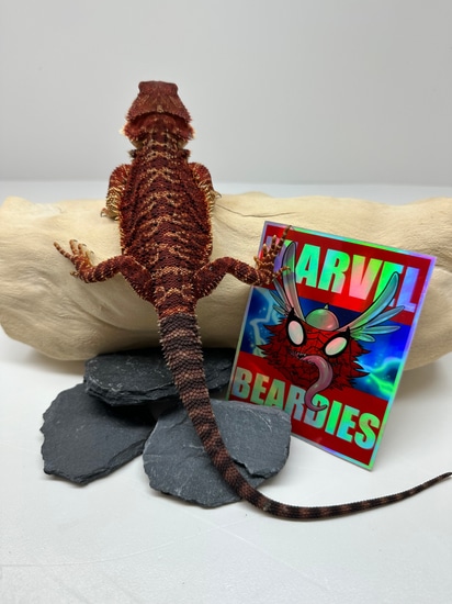 100% Red Monster Double Het Central Bearded Dragon by Marvel Beardies