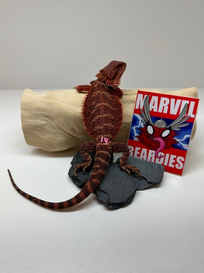 100% Red Monster Double Het Central Bearded Dragon by Marvel Beardies