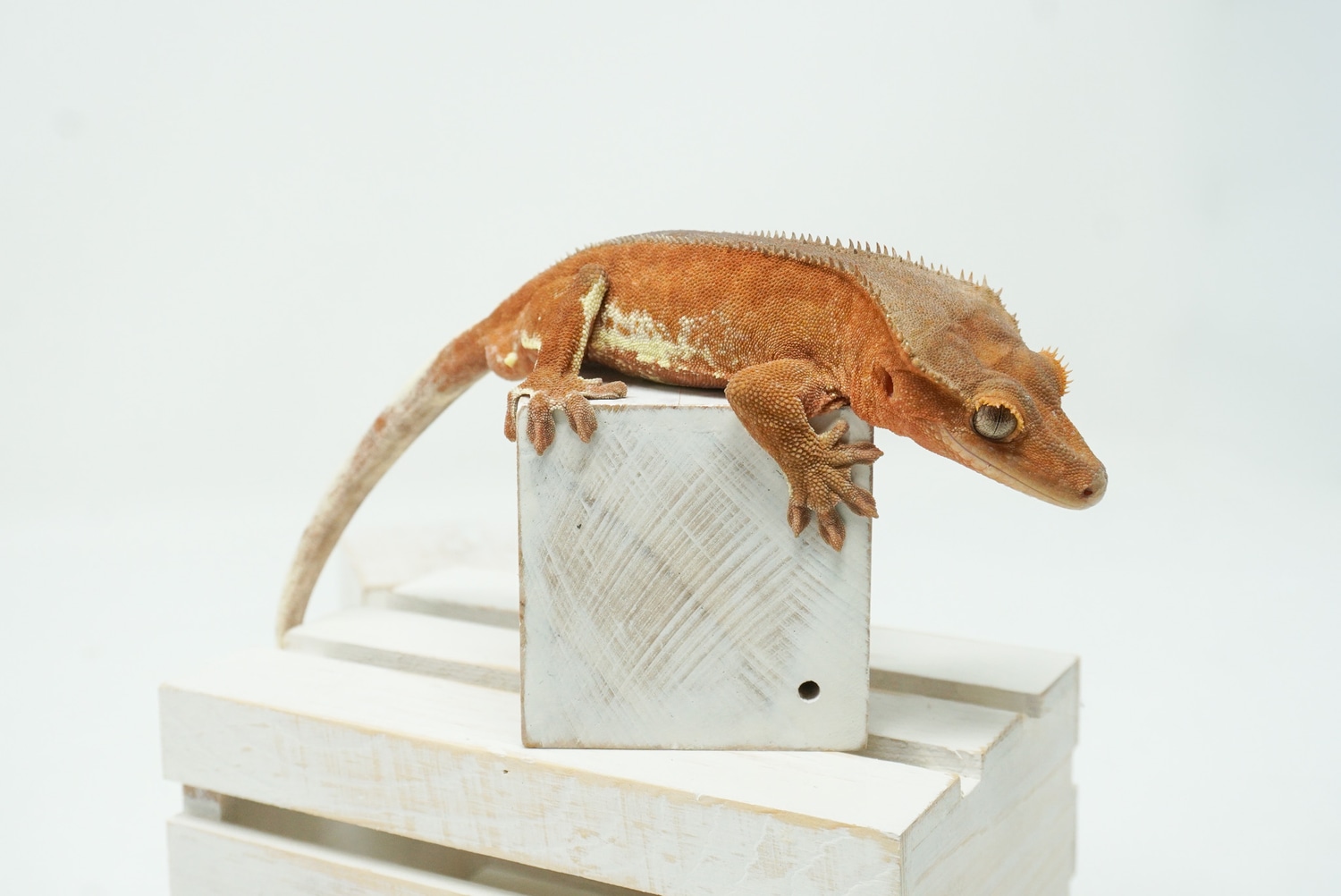 Vibrant Red Phantom Lilly White Crested Gecko by Marvel Morphs ...