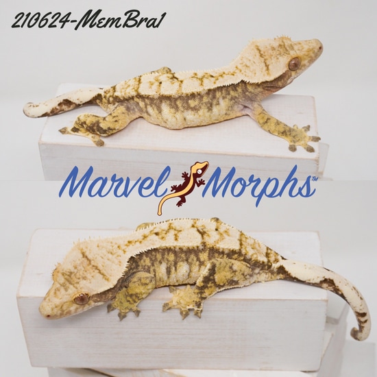 Tri-color Extreme Harlequin Crested Gecko by Marvel Morphs