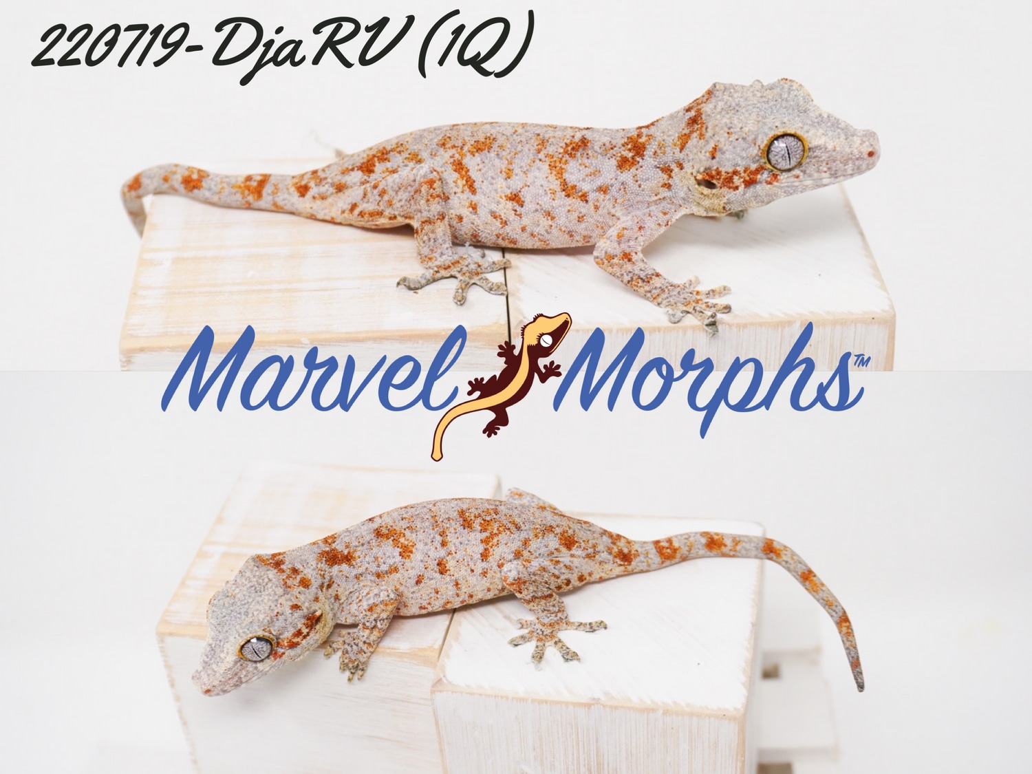 Red/Orange Blotch Retic Pos. Pastel Gargoyle Gecko by Marvel Morphs ...