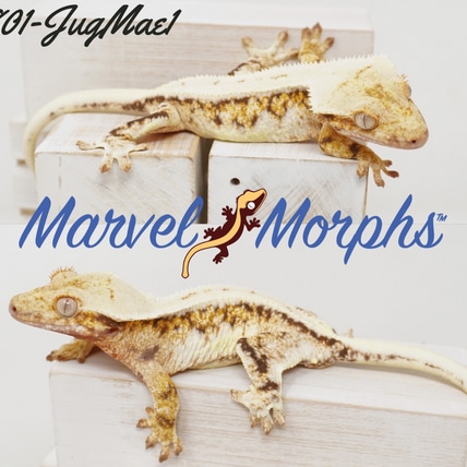 Marvel Morphs - MorphMarket