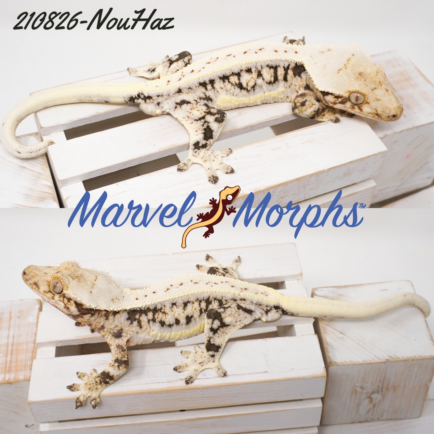 Dark And Cream Lilly White Crested Gecko by Marvel Morphs - MorphMarket