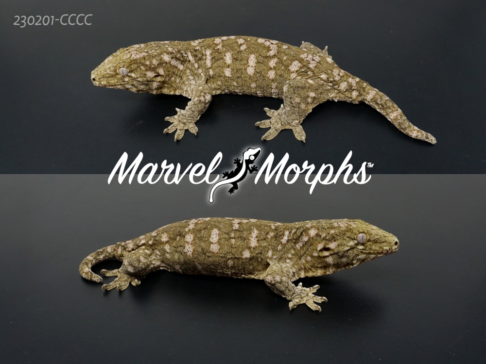 Marvel Morphs's Collection - MorphMarket