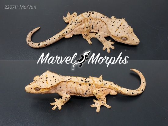 Yellow Super Dalmatian Crested Gecko by Marvel Morphs