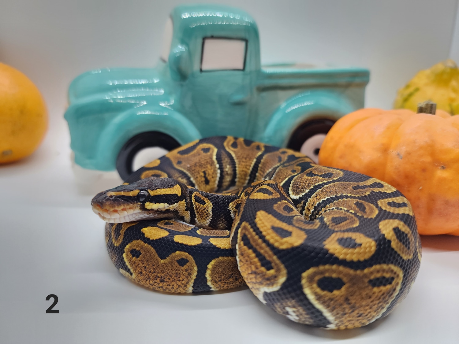2022 Female Normal Ball Python by Marvel My Balls - MorphMarket