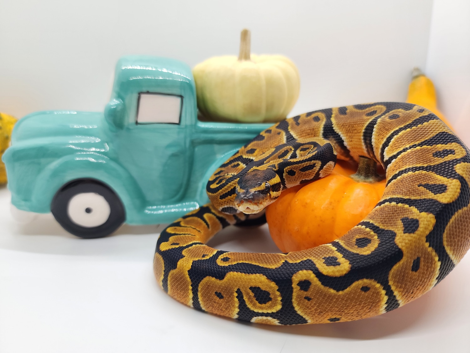 Orange Dream Ball Python by Marvel My Balls - MorphMarket