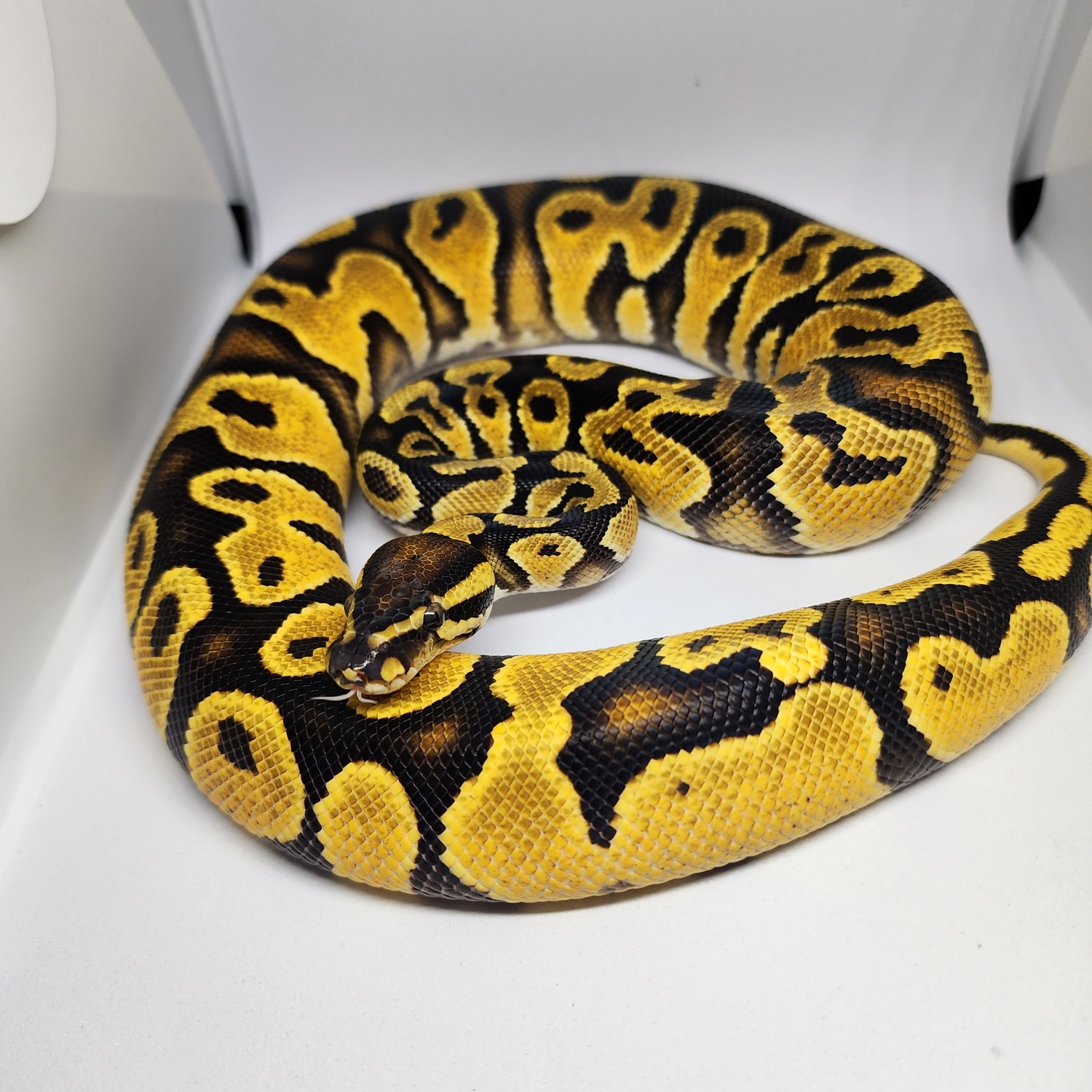 Orange Dream Yellowbelly Ball Python by Marvel My Balls - MorphMarket