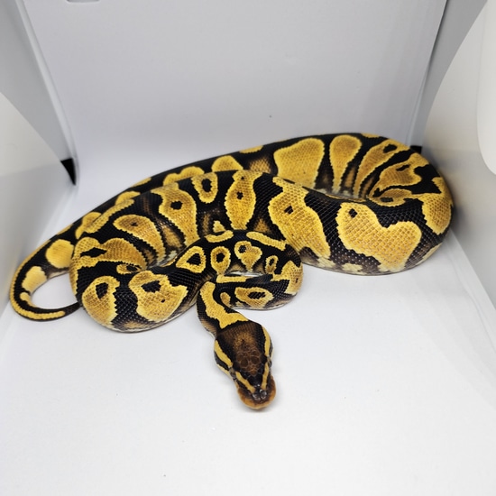 Orange Dream Yellowbelly Ball Python by Marvel My Balls