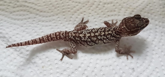 Paroedura Picta More Gecko by Wendigo Exotics