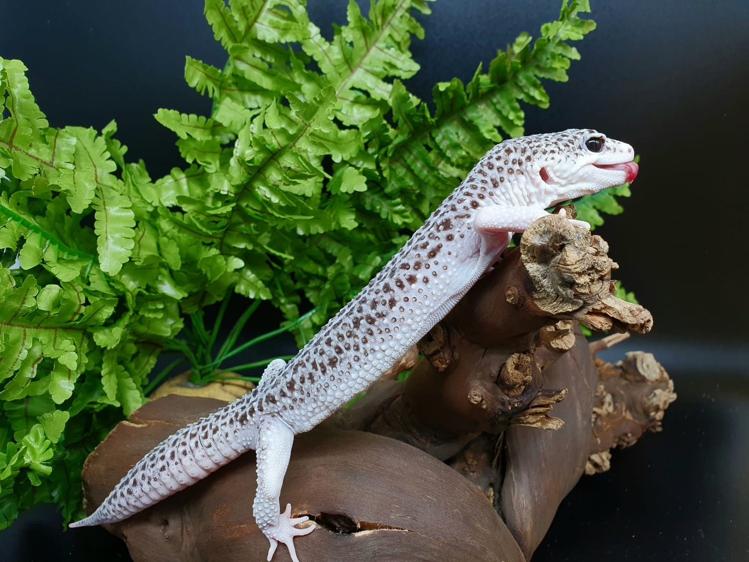 Total Eclipse Leopard Gecko by Wendigo Exotics - MorphMarket