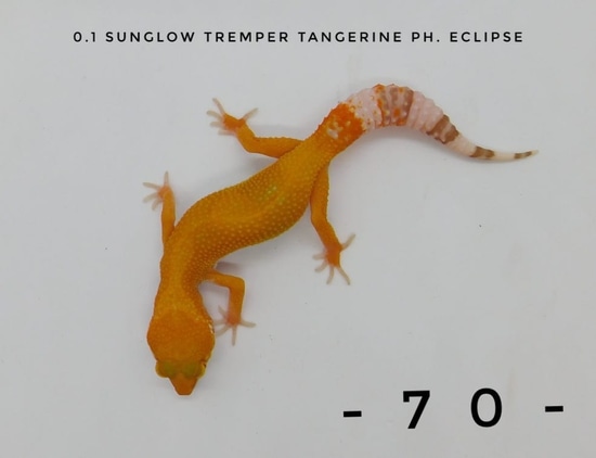 Sunglow Tremper Tangerine Ph. Eclipse Leopard Gecko by Wendigo Exotics