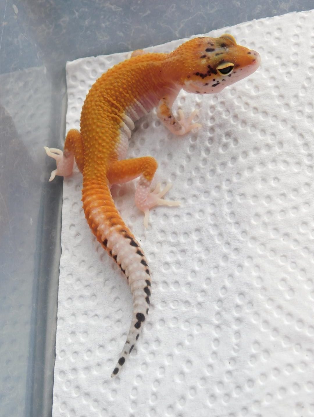 Afghan Tangerine Eclipse Het. Bell Leopard Gecko by Wendigo Exotics - MorphMarket